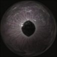 Cat Eyes (Texture)