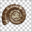 Ammonite (Texture)